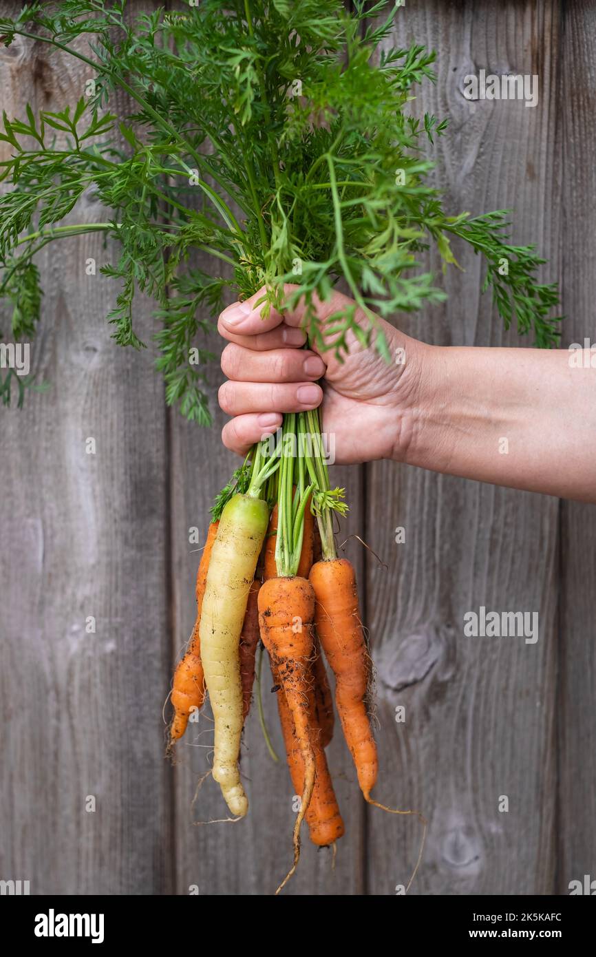 Autumn red carrot harvest hi-res stock photography and images - Alamy