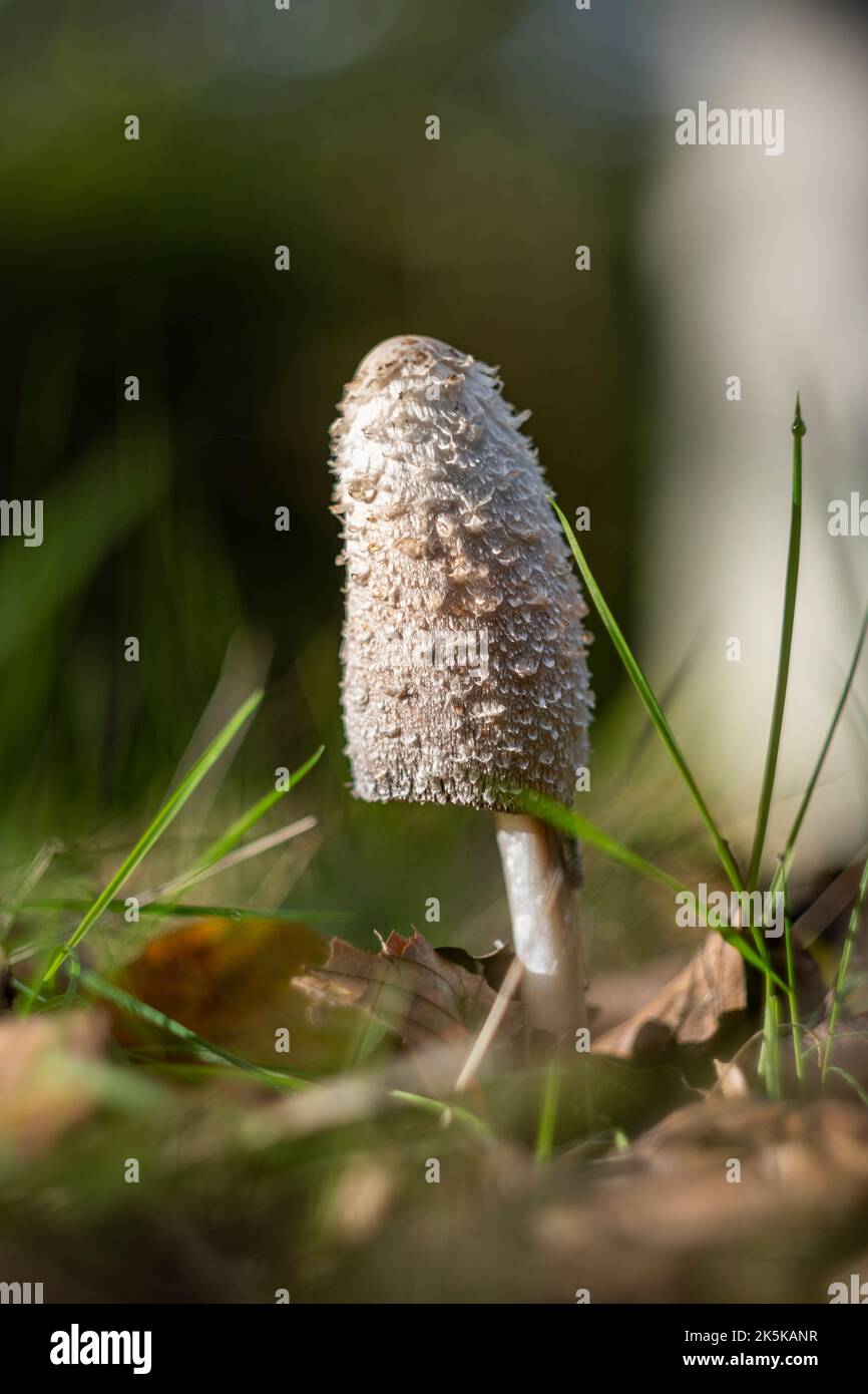 Very common fungus hi-res stock photography and images - Alamy