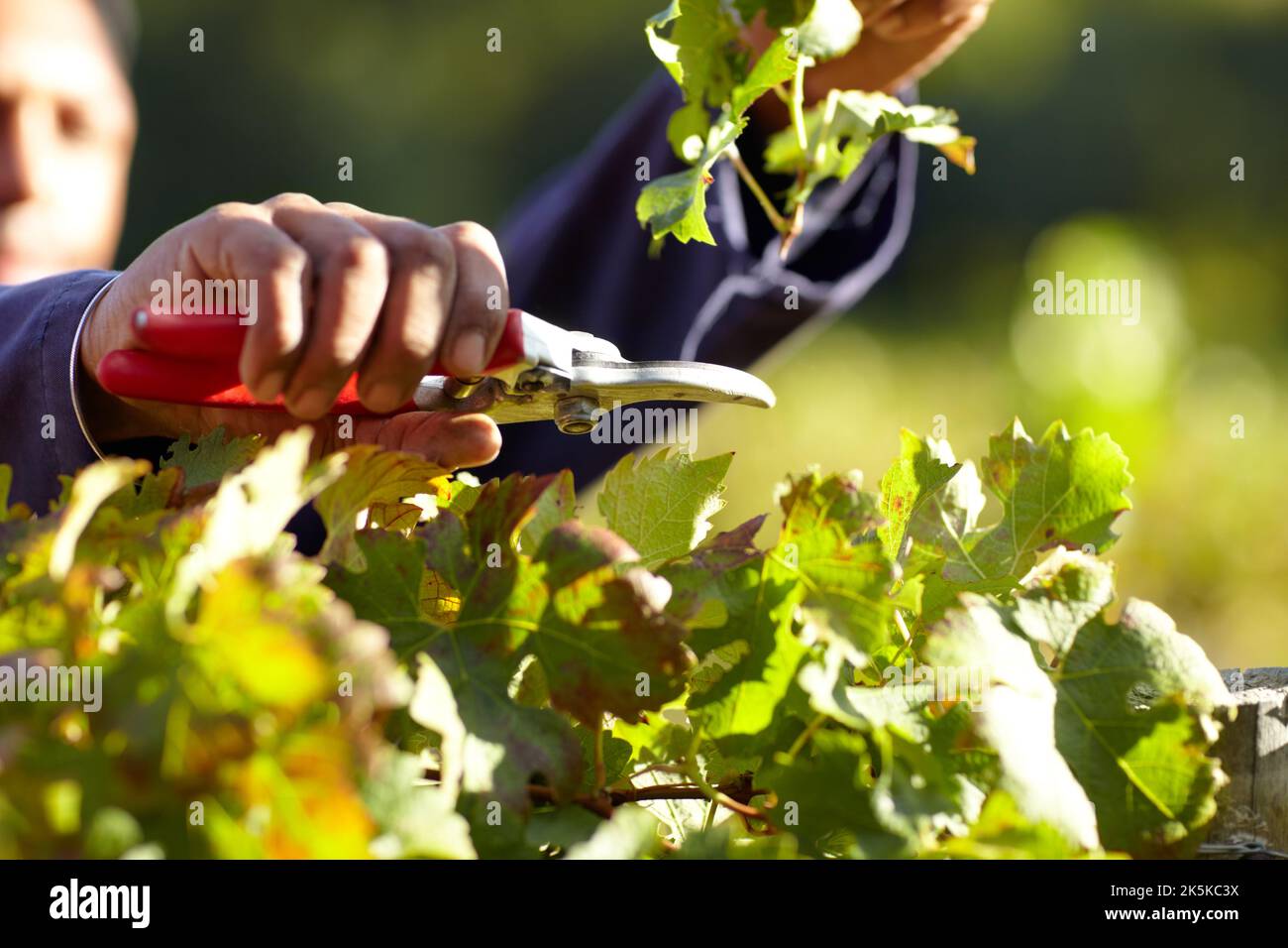 Keeping the grapevine in tip top shape. a mans hands clipping a ...