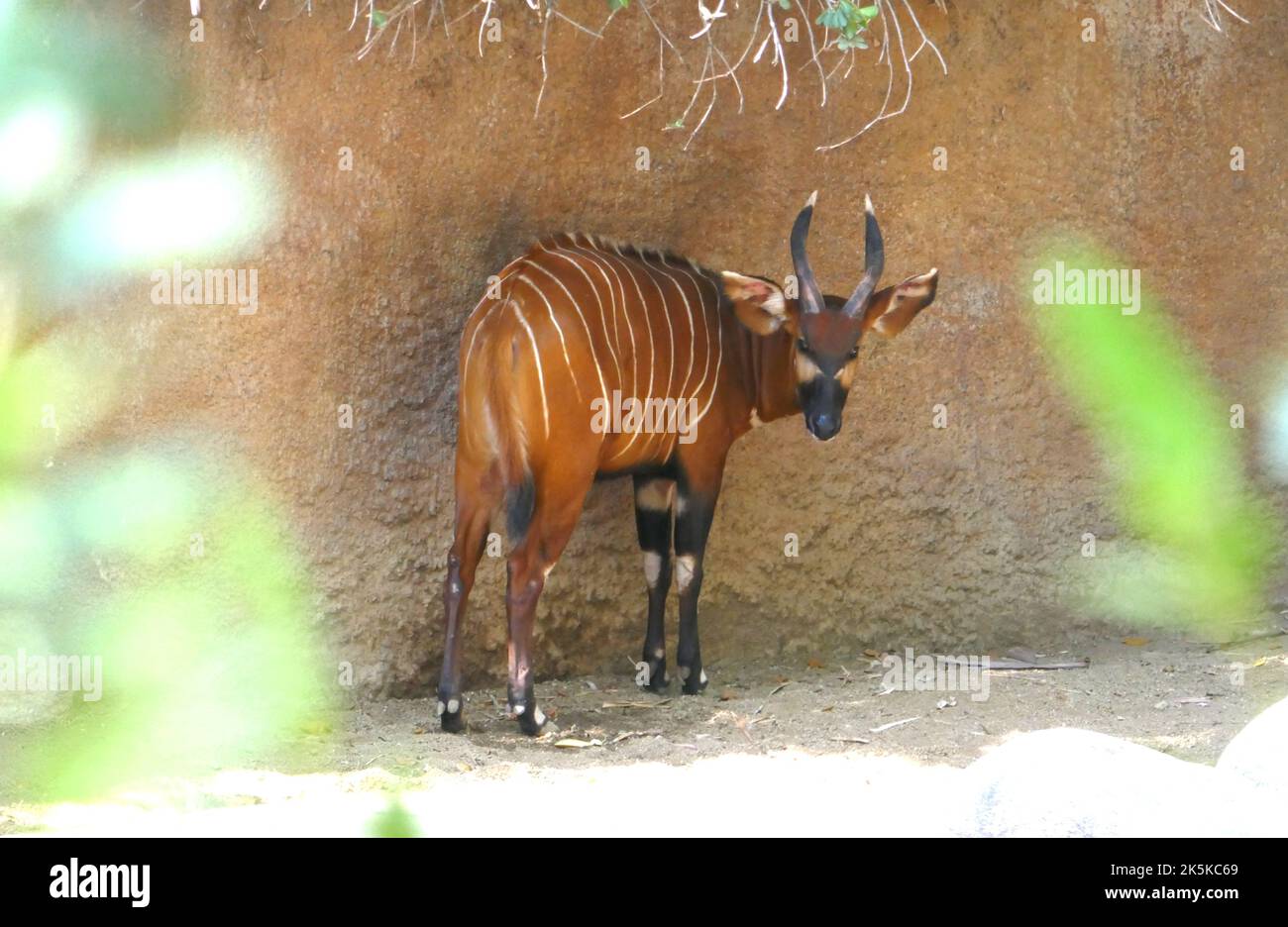 Los Angeles, California, USA 7th October 2022 Mountain Bongo at the LA ...