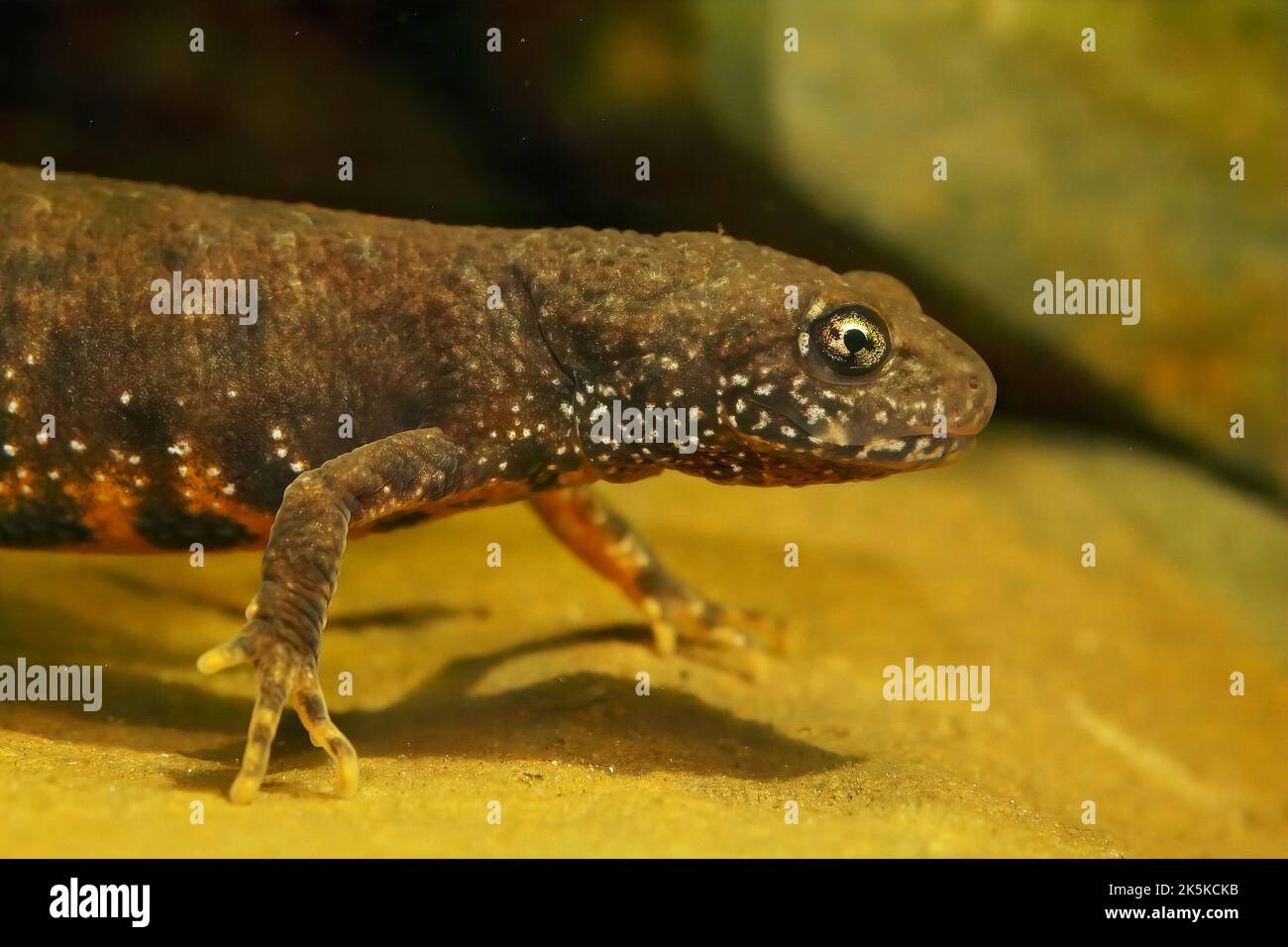 Detailed closeup on a juvenile female Danube crested newt, Triturus ...