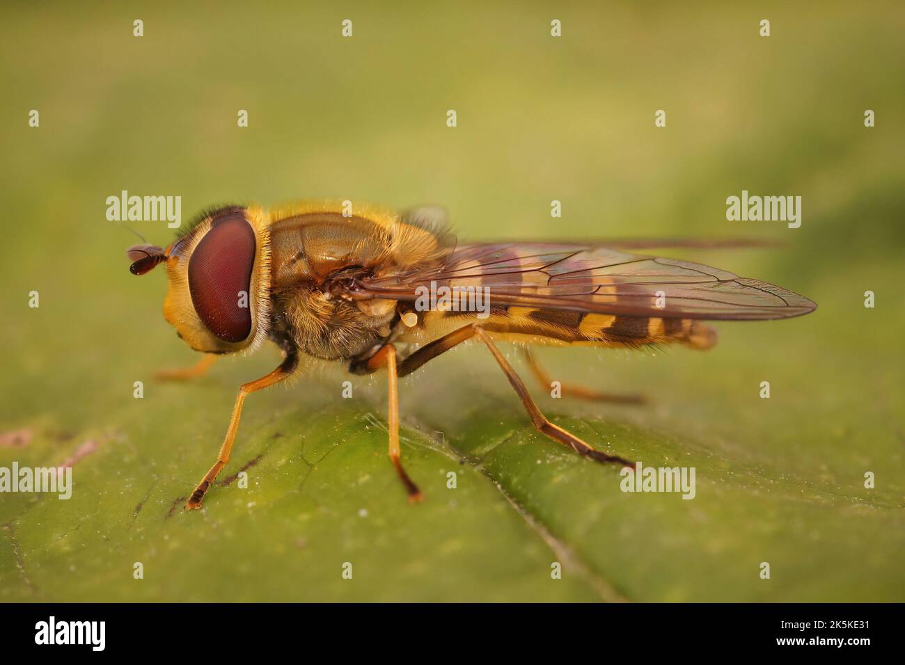 Detailed closeup on a yellow striped, haire-eyed Syrphus torvus ...