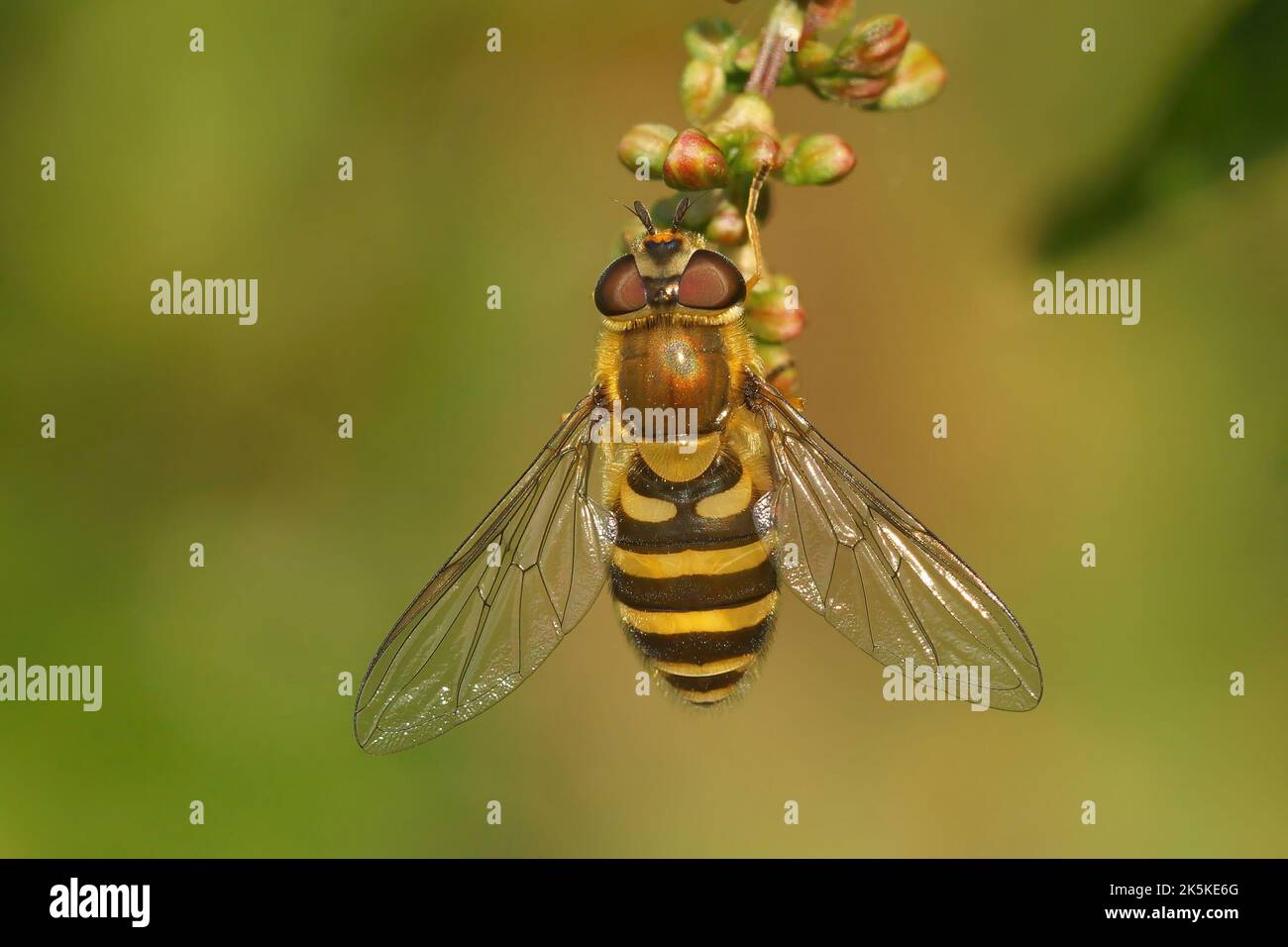 Detailed closeup on a yellow striped, haire-eyed Syrphus torvus ...