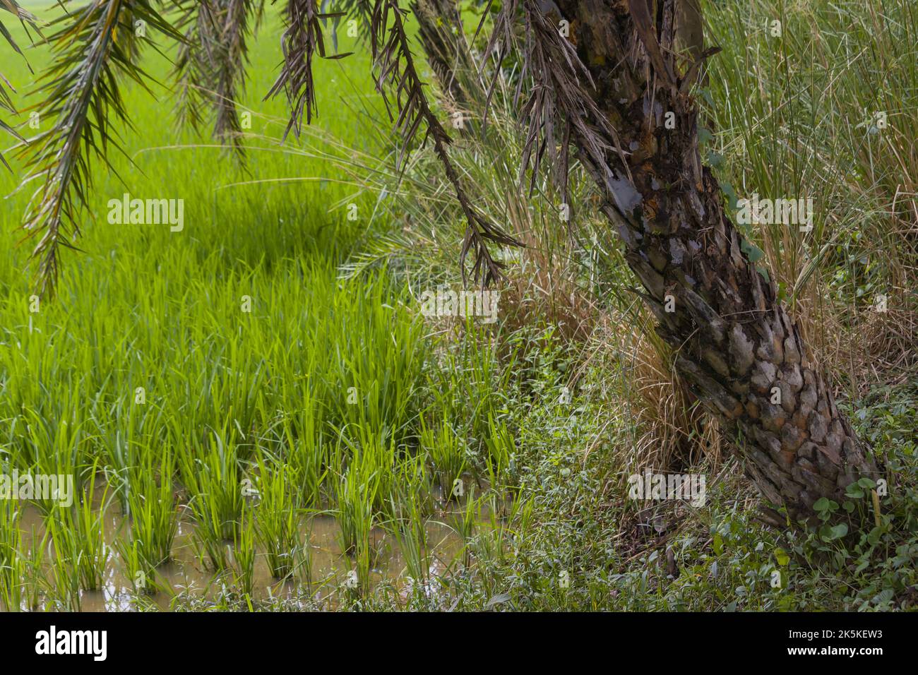 lush green paddy field with date palm tree in rural village of west ...