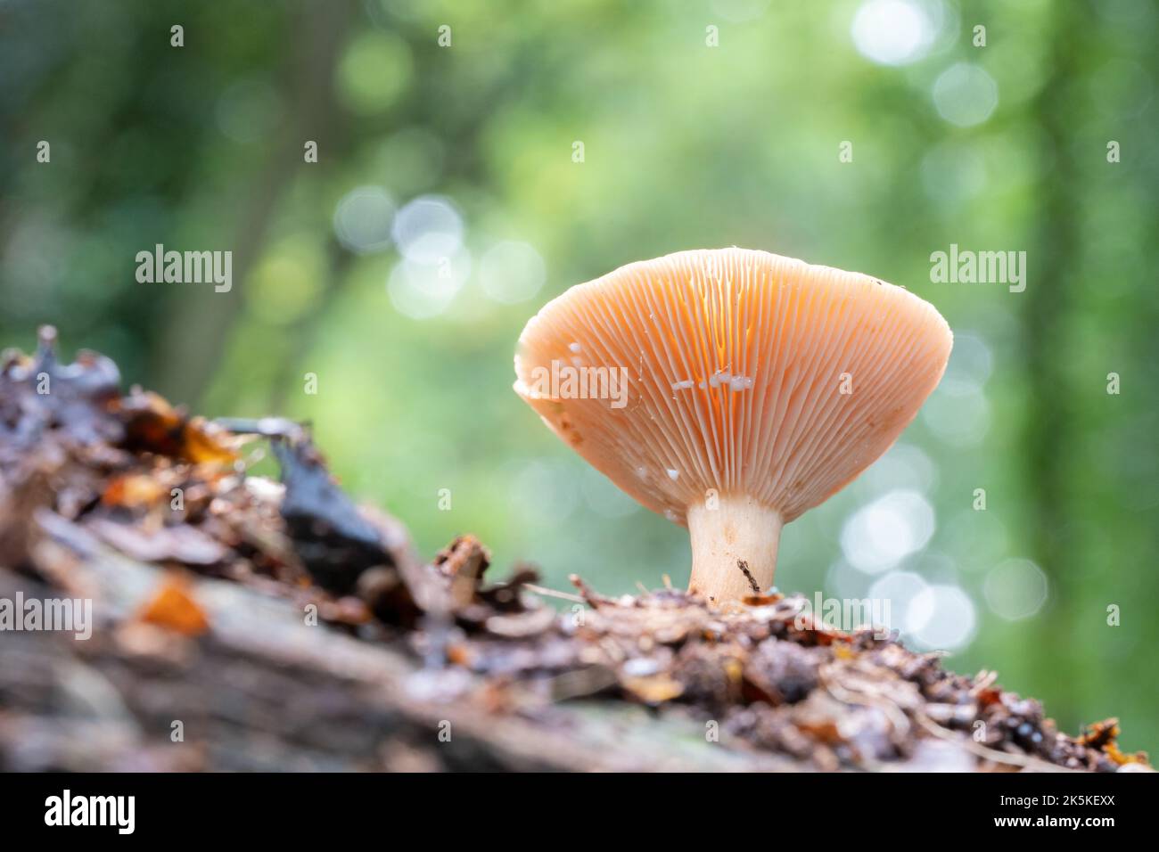 Single mushroom in woodland Stock Photo - Alamy