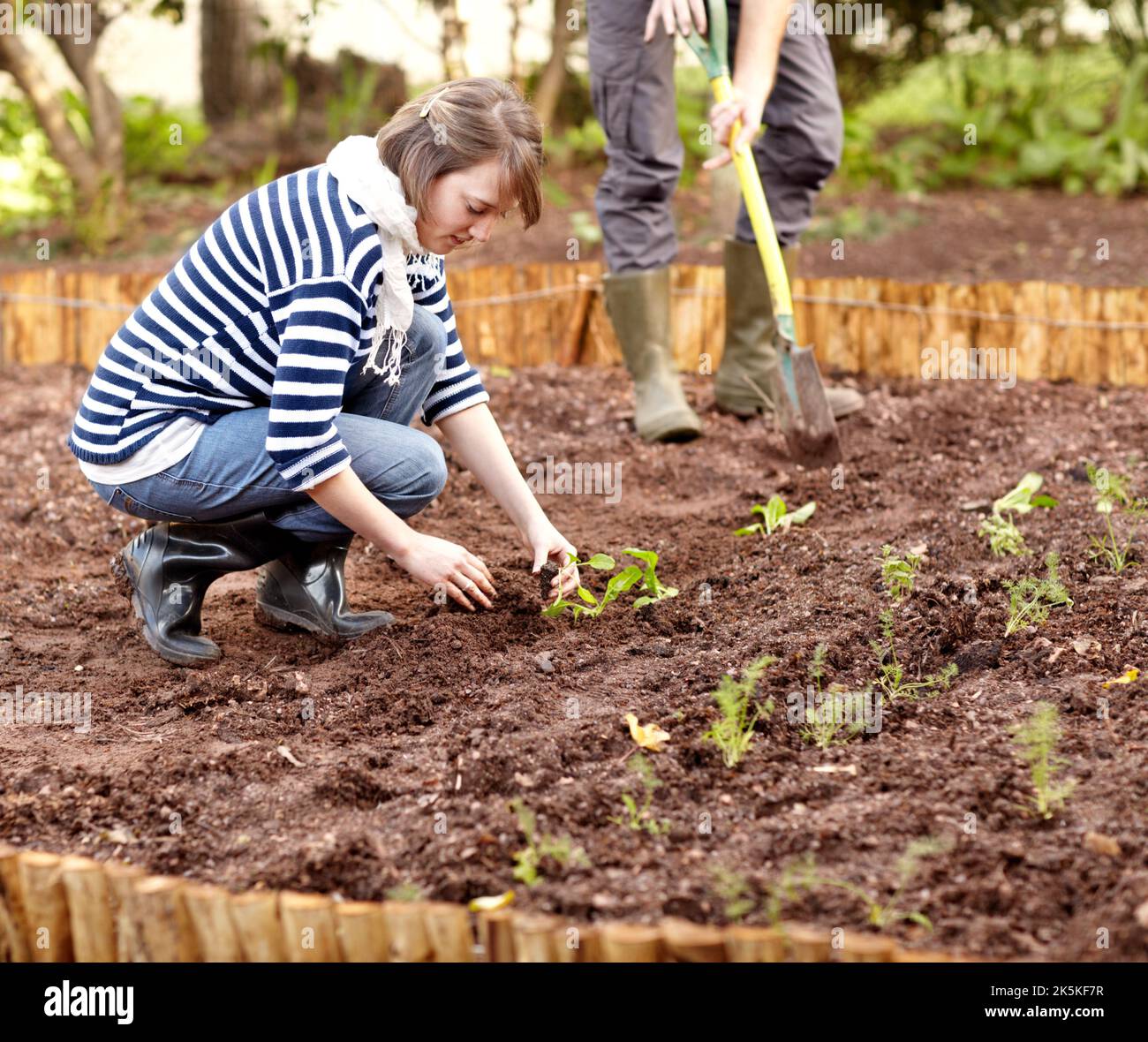 Woman carefully planting vegetable hi-res stock photography and images ...