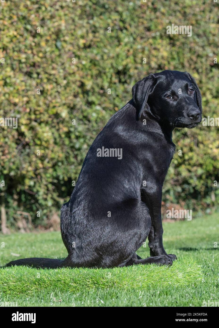 Black Male Labrador Puppy Stock Photo - Alamy