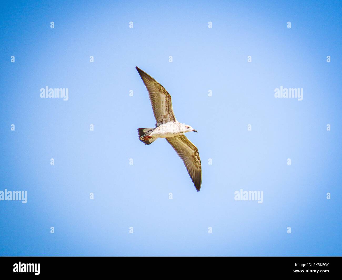 A closeup shot of a flying seagull on a clear blue sky background Stock ...