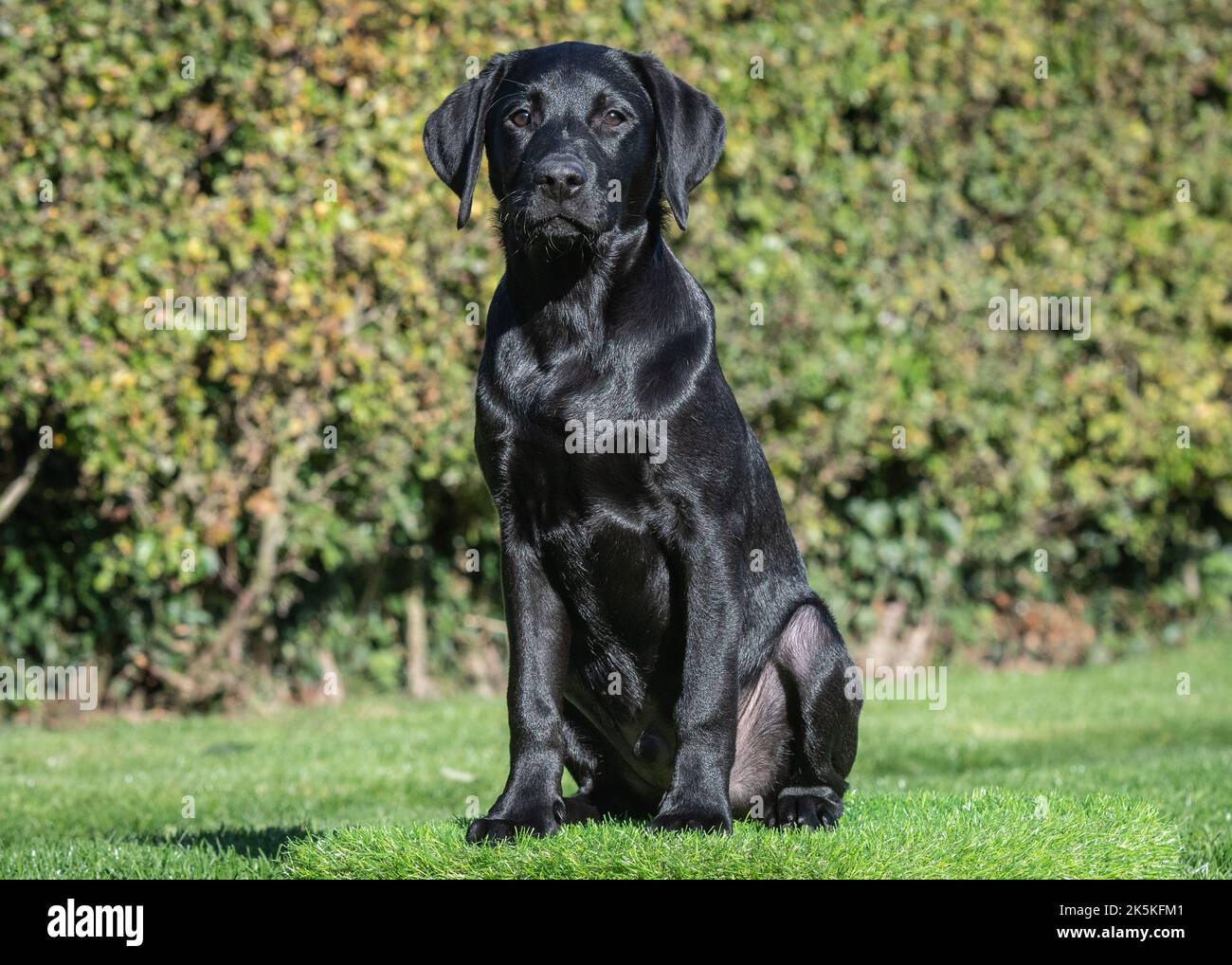 Black Male Labrador Puppy Stock Photo - Alamy