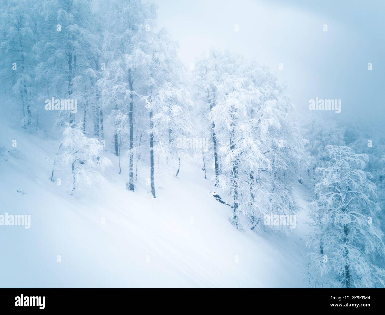 A stunning winter alpine snow scene landscape. Mountain forest in snow ...