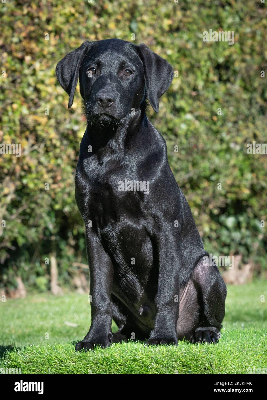 Black Male Labrador Puppy Stock Photo - Alamy