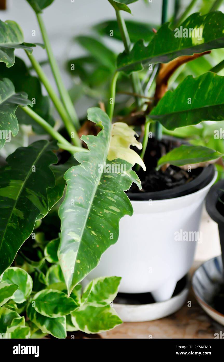 Philodendron Ring of Fire, Philodendron sp or Philodendron or ARACEAE ...