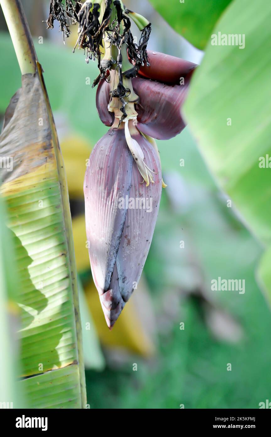 banana seed or banana plant, banana tree or Banana blossom Stock Photo ...
