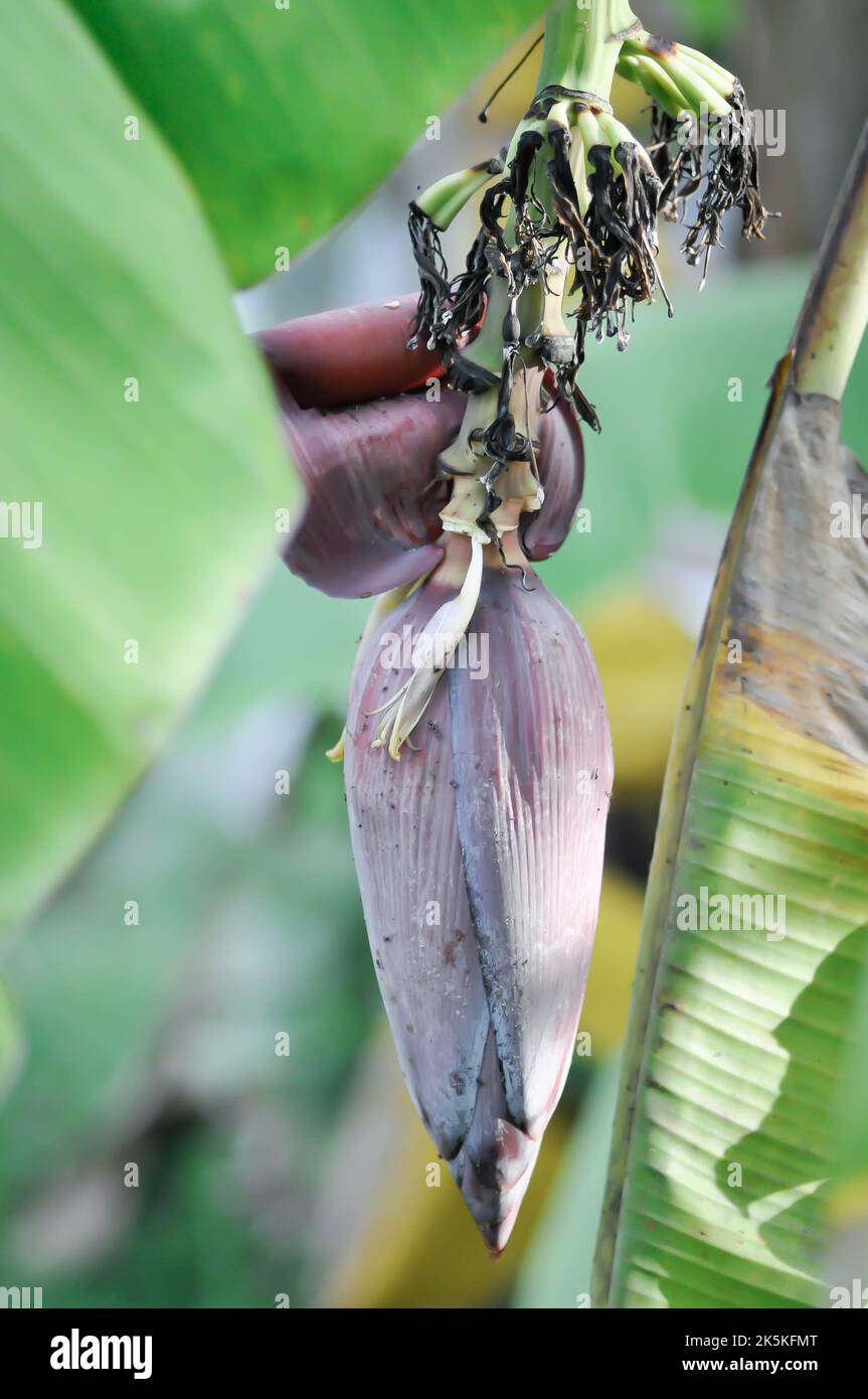 banana seed or banana plant, banana tree or Banana blossom Stock Photo ...