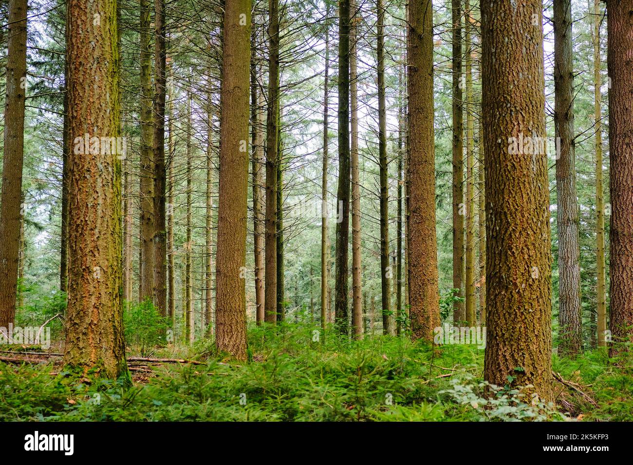 Pine forest with straight trunks, with light filtering through. Mont ...