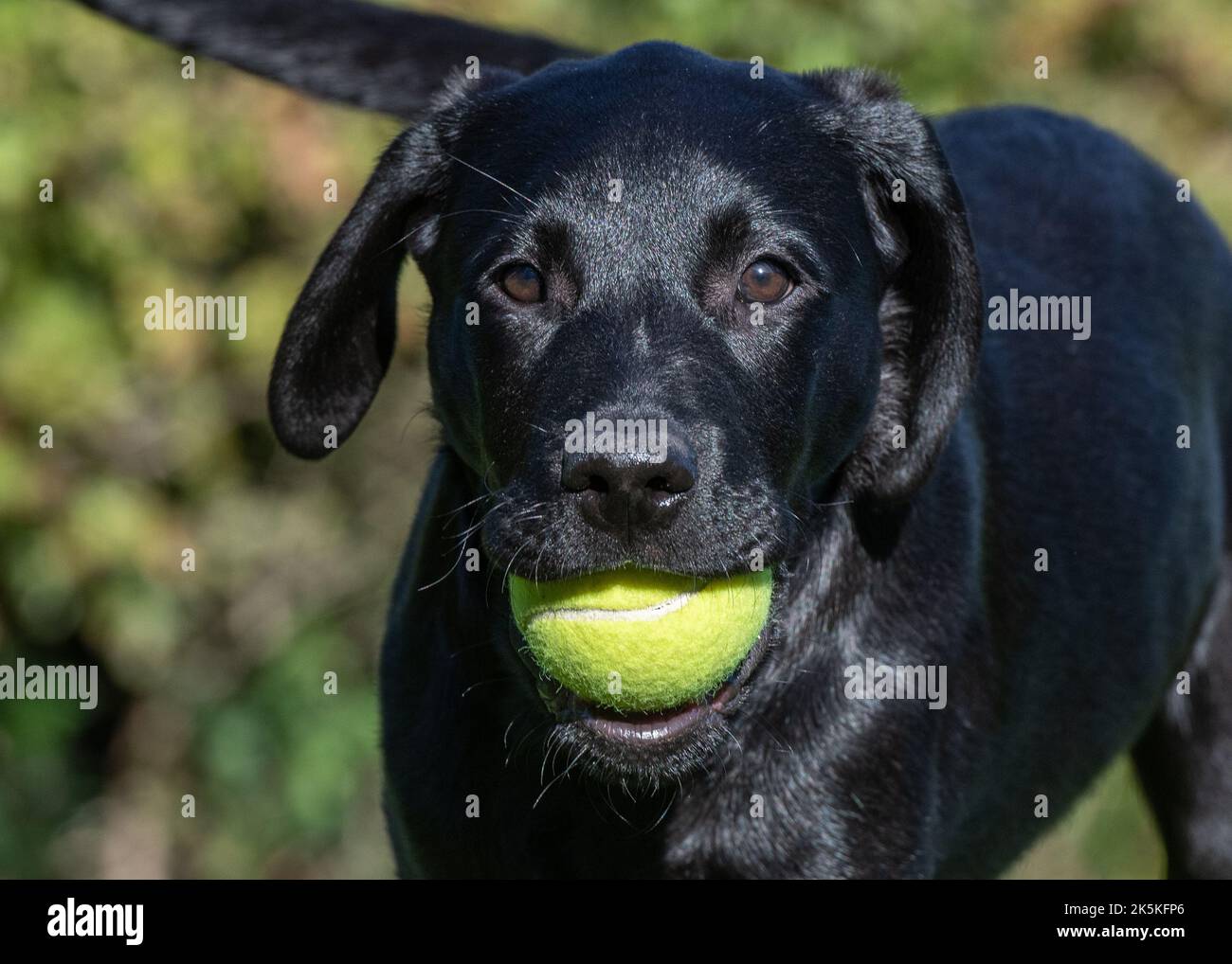 Black Male Labrador Puppy Stock Photo - Alamy