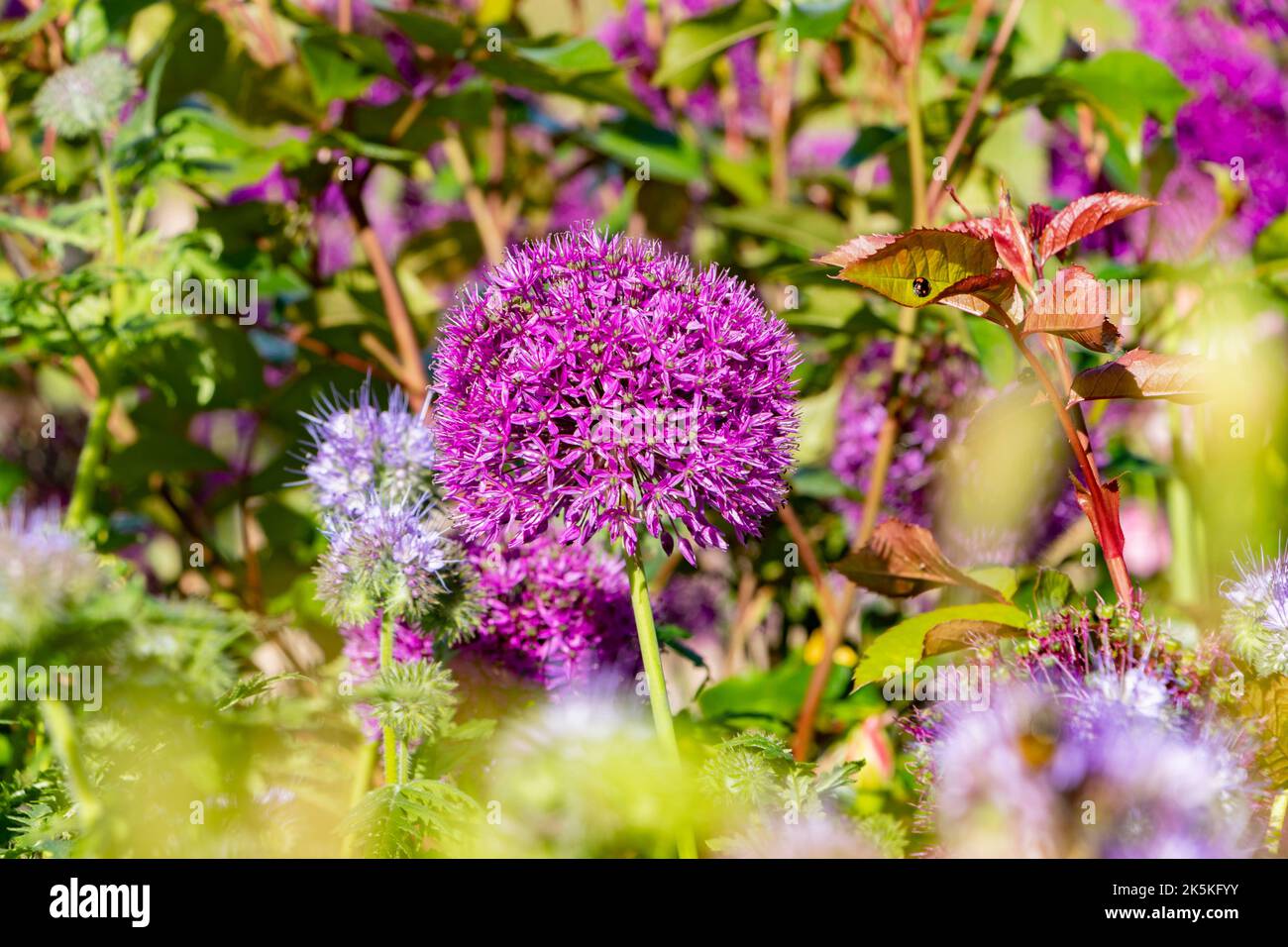 at Trentham Gardens near Stoke on Trent Staffordshire UK Stock Photo ...