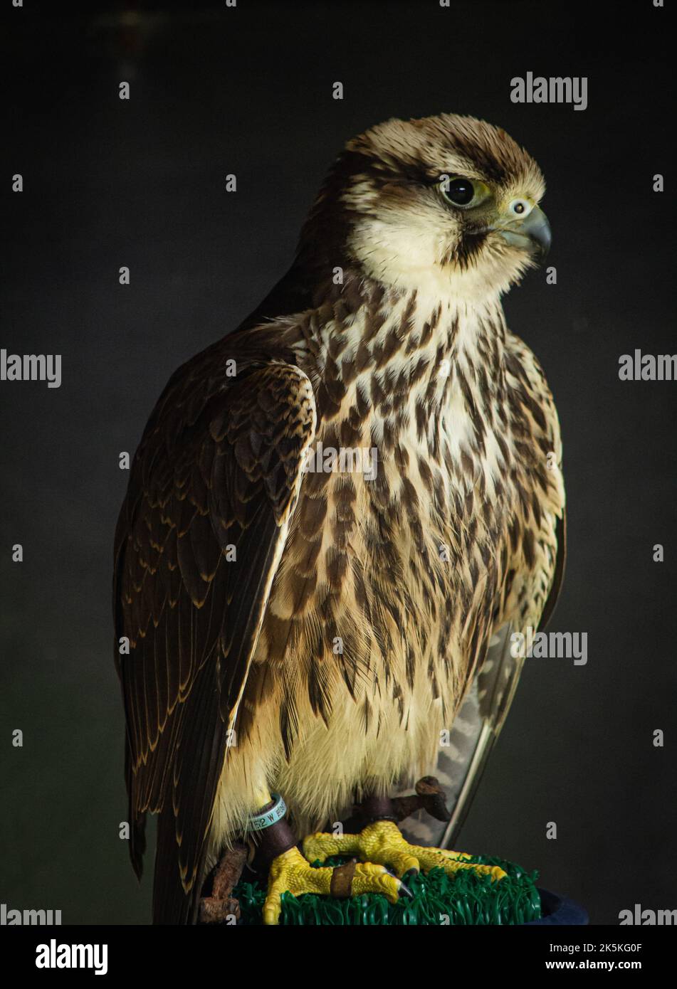 A portrait of fluffy merlin in the dark background Stock Photo - Alamy
