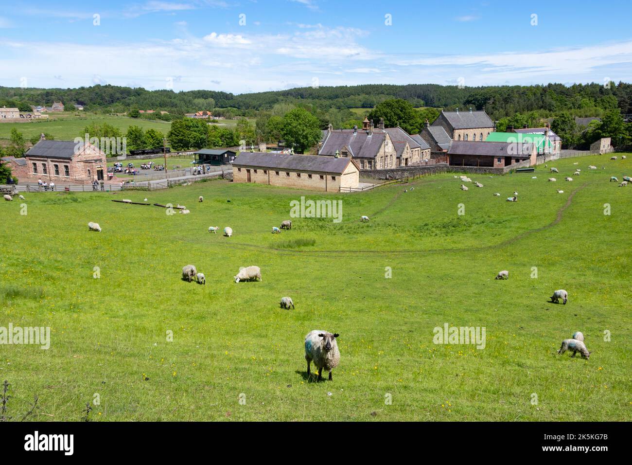 nostalgic farming scene with sheep Spain’s Field 1950s Farm Beamish ...