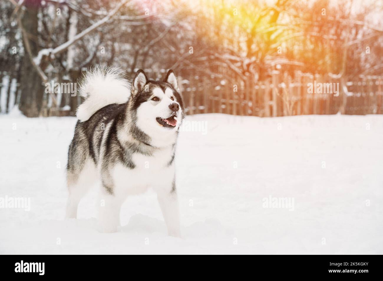 Young Siberian Husky Dog Runs Playfully Through The Snowdrifts Outdoor ...
