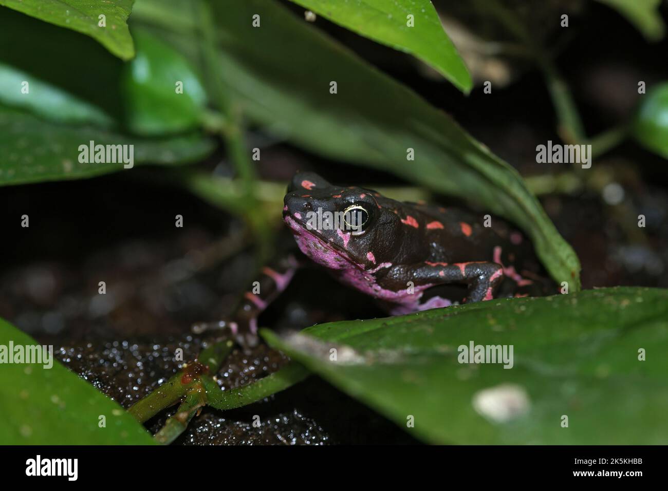 Harlequin Frog Purple Harlequin Frog Purple