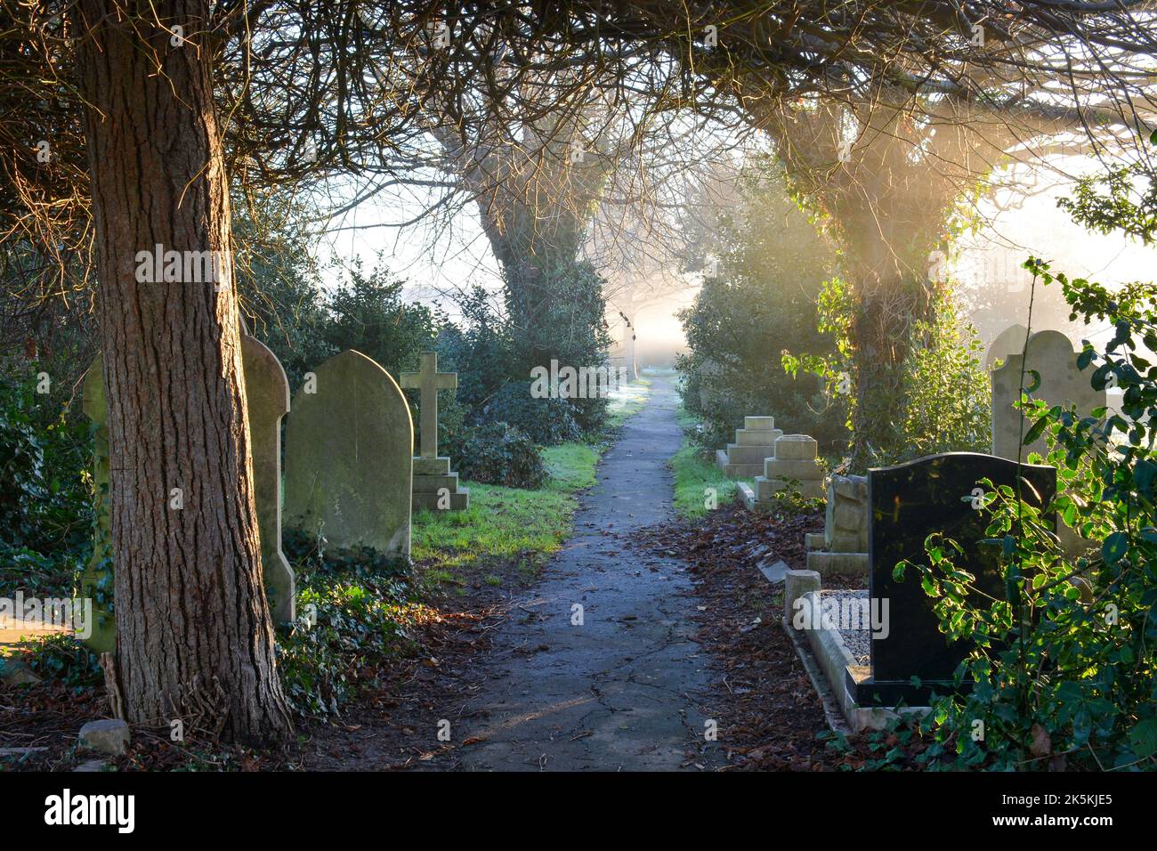 Mist and low sunlight create a spooky atmosphere in an English ...