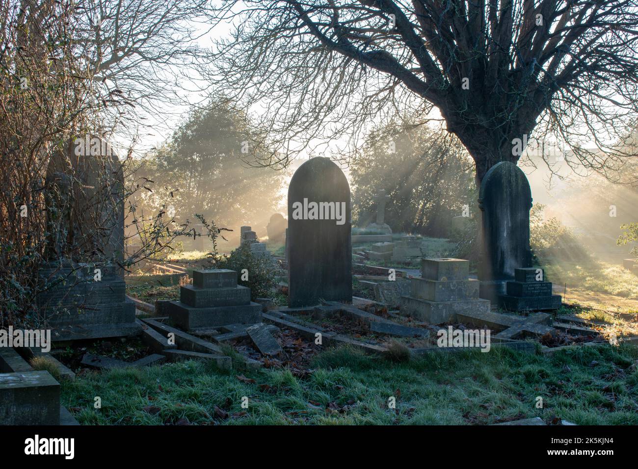 Low sunlight and early morning frost create a spooky atmosphere in an ...