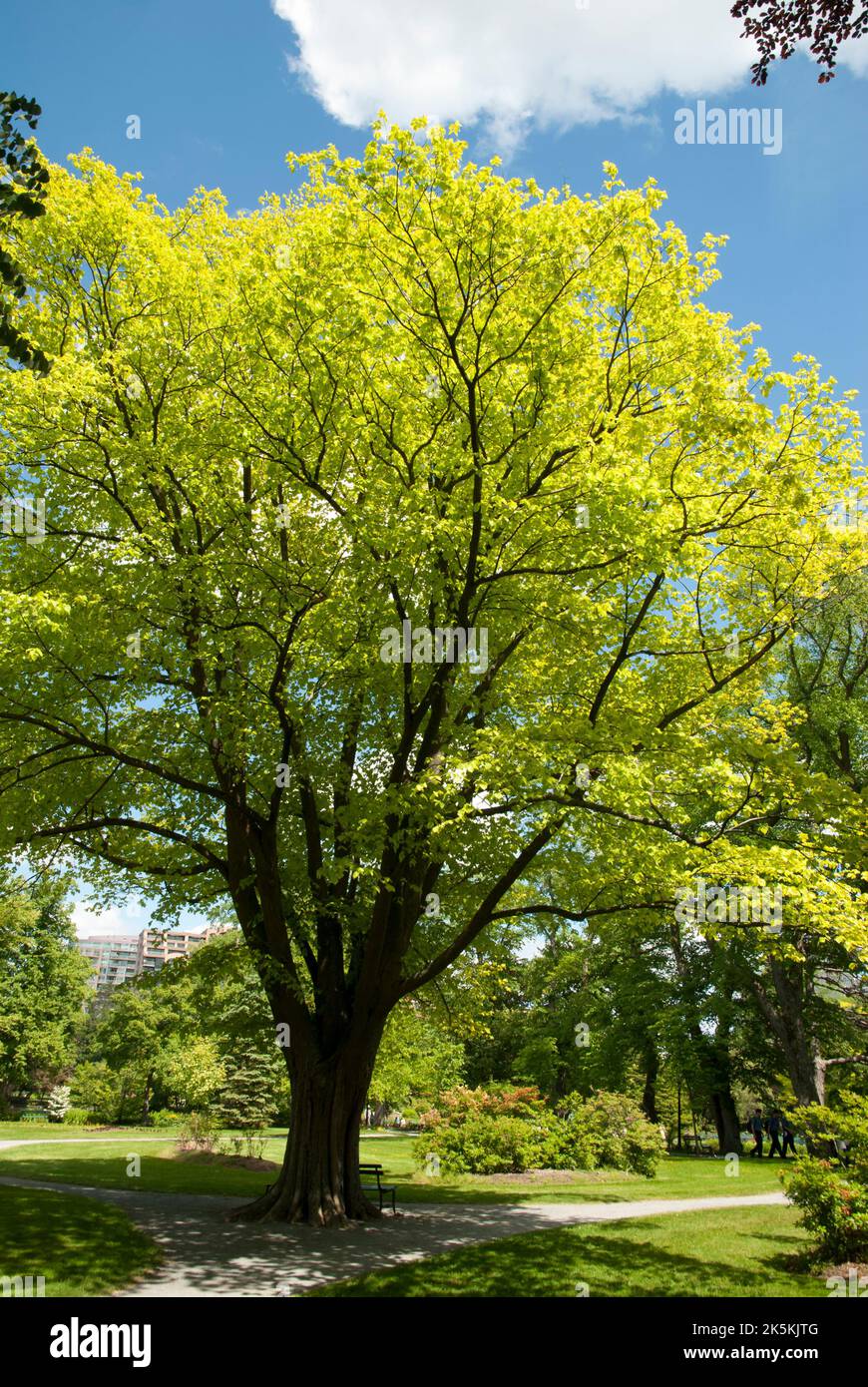 Public park tree hi-res stock photography and images - Alamy