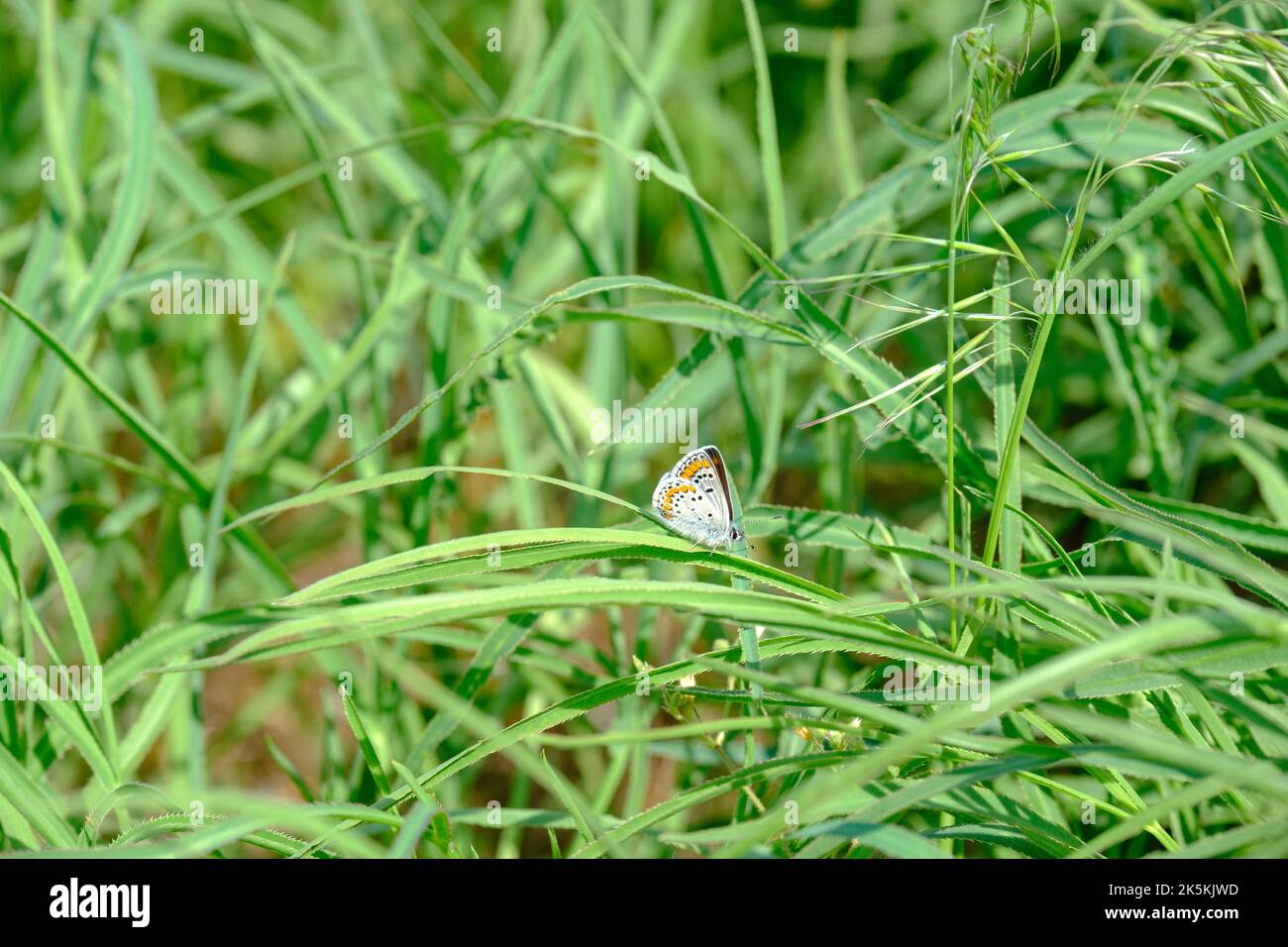 butterfly in grass, summer morning background. Green grass.Spring ...