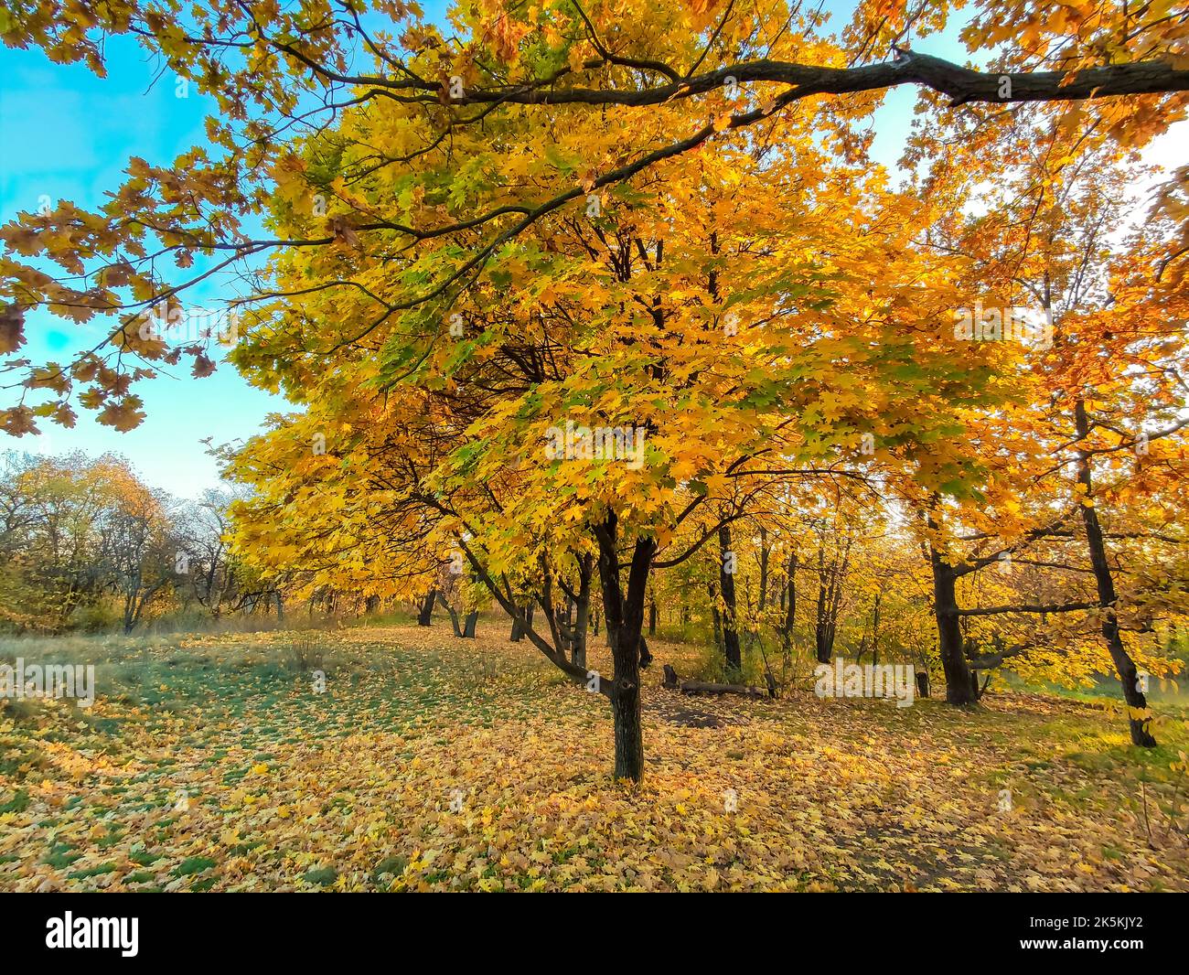 Beautiful Colorful Scenic Landscape With Sun Through Branches Of Tree ...