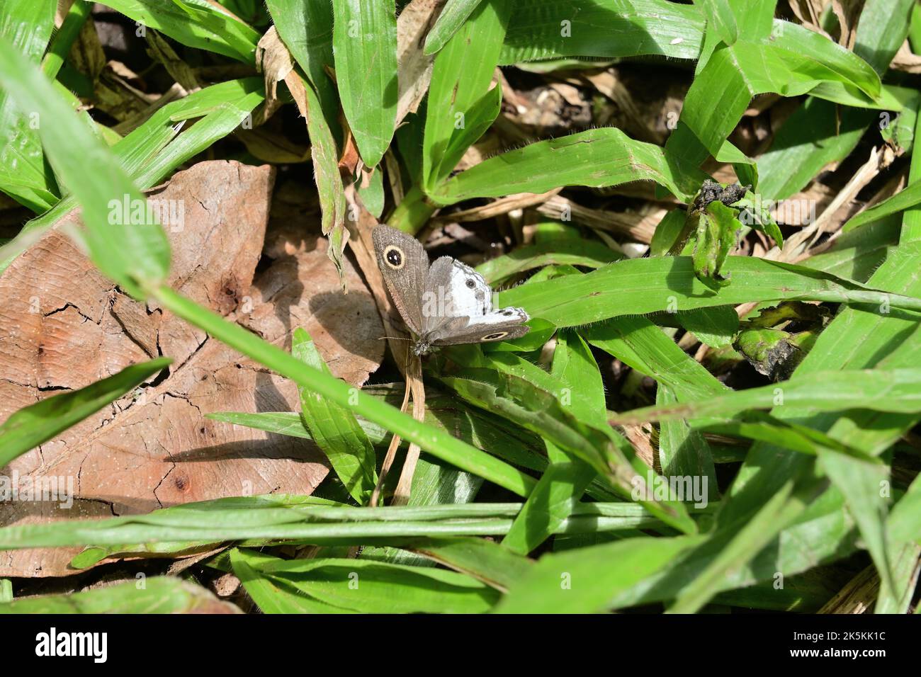 Front view of a White four ring (Ypthima ceylonica) butterfly slightly ...