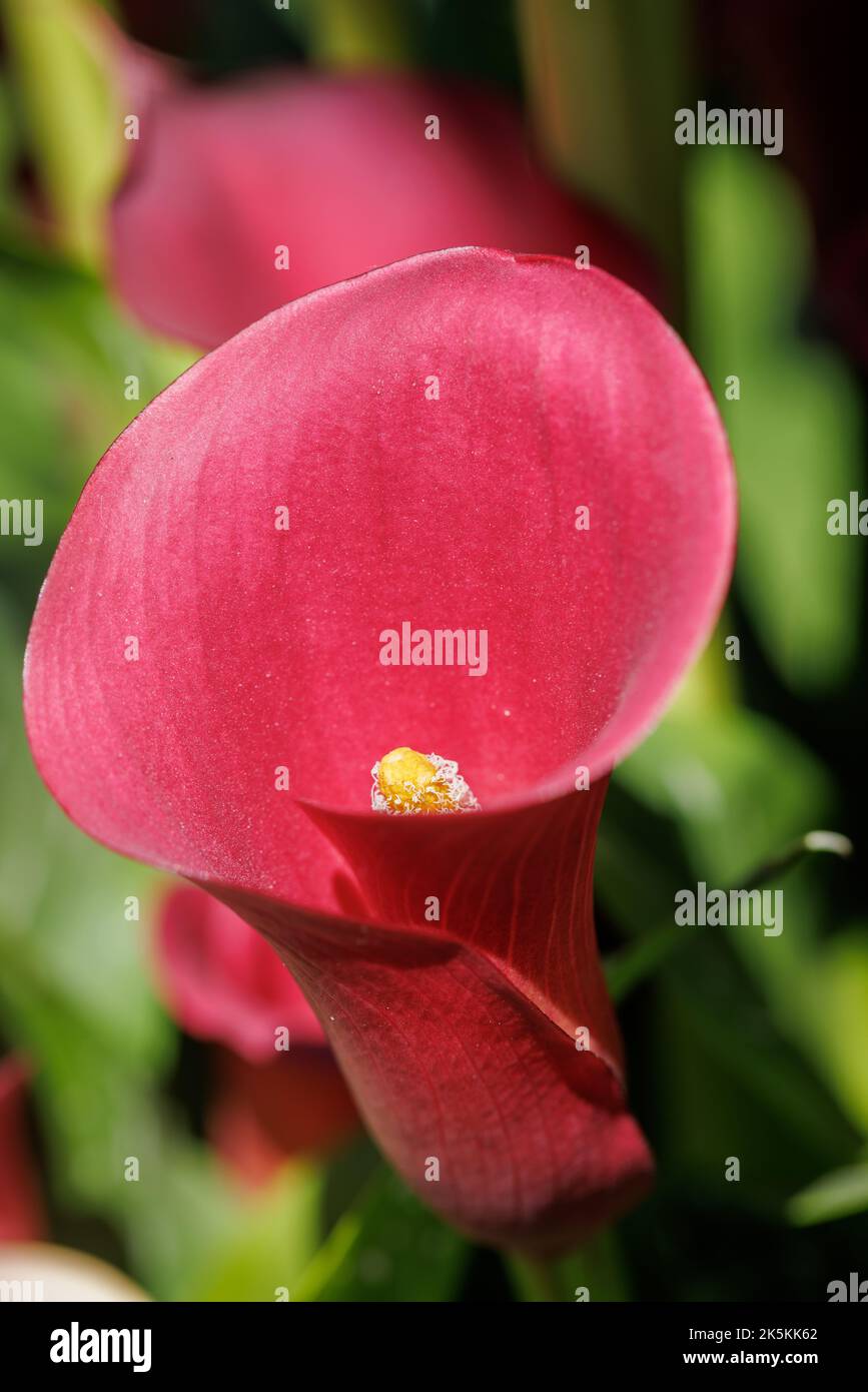 A flowering red Calla lily, close-up, vertical Stock Photo - Alamy
