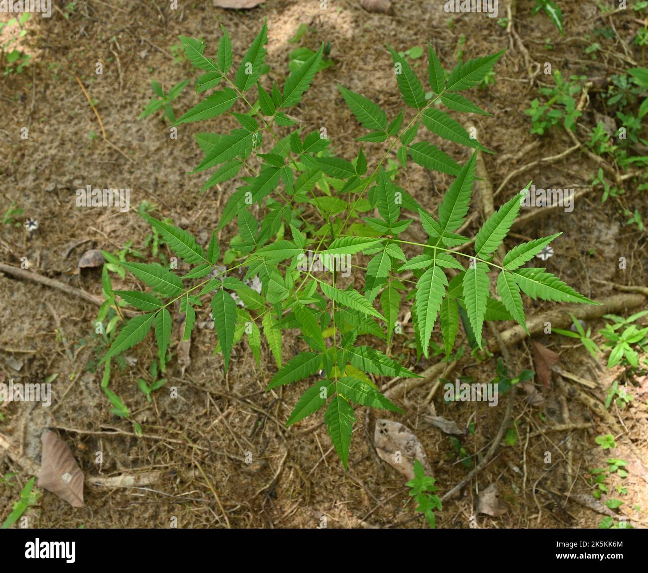 Syringa berry tree hi-res stock photography and images - Alamy