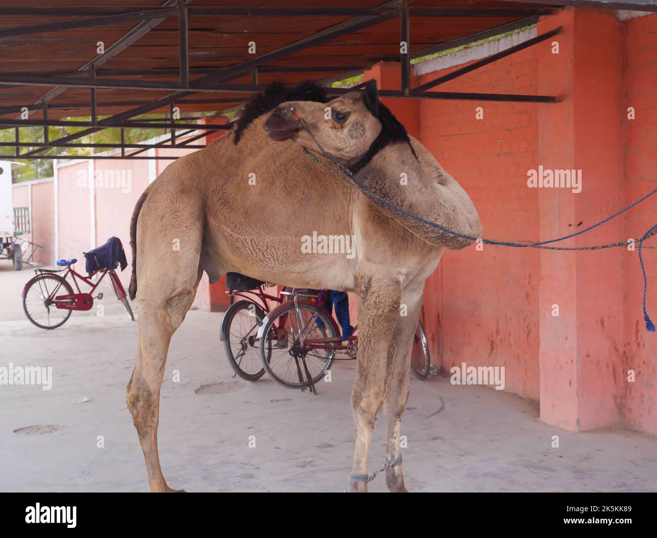 Camel tied by rope in Parking shed. Camel standing and resting in ...