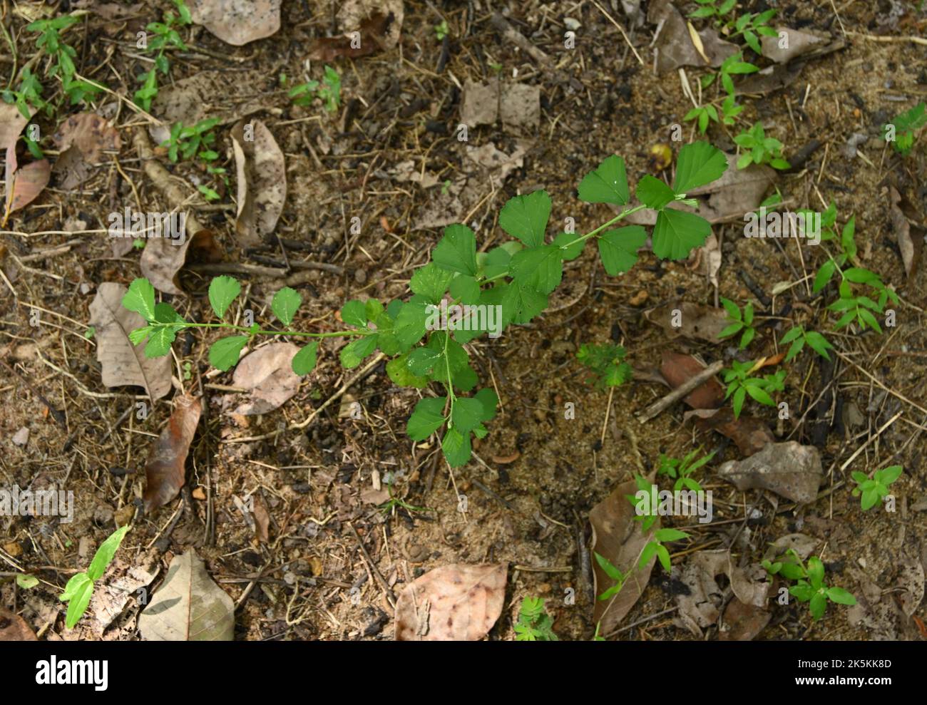 Babila plant hi-res stock photography and images - Alamy
