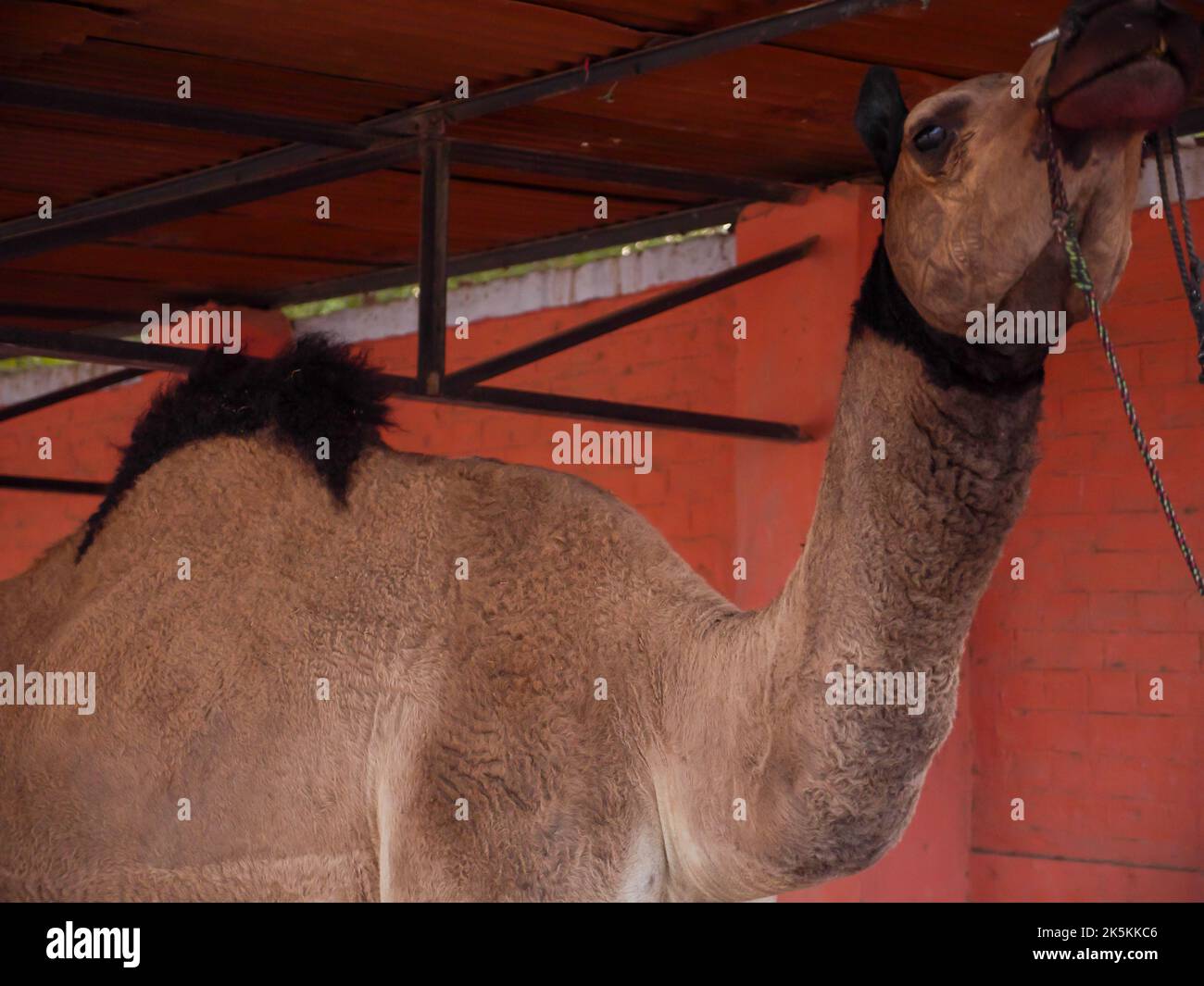 Camel tied by rope in Parking shed. Camel standing and resting in ...