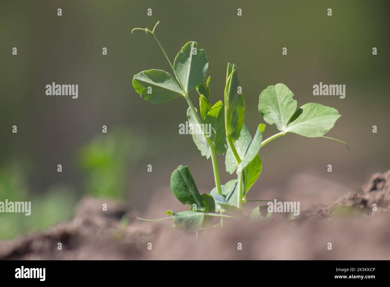 A pea sprout sprouts from the soil. A young pea has just appeared in ...