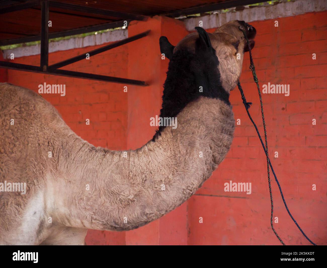 Camel tied by rope in Parking shed. Camel standing and resting in ...