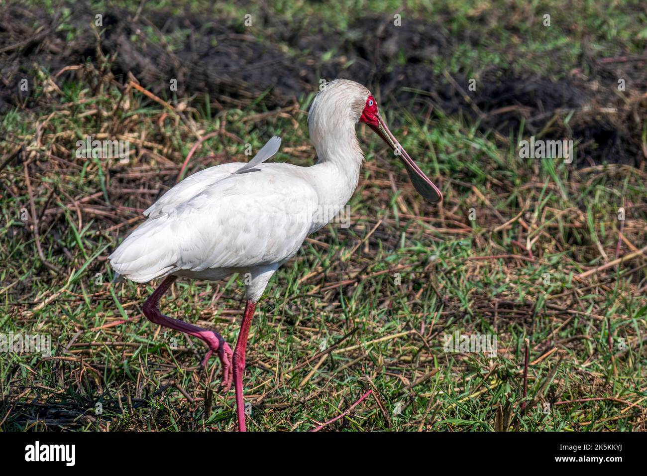 A closeup of the African spoonbill, Platalea alba long-legged wading ...