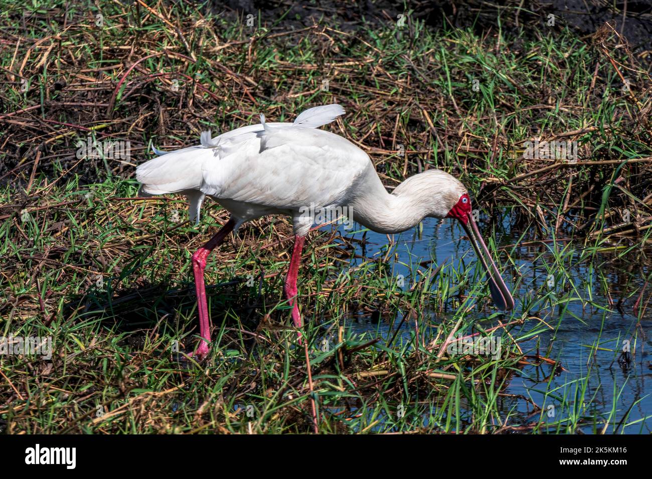 A closeup of the African spoonbill, Platalea alba long-legged wading ...