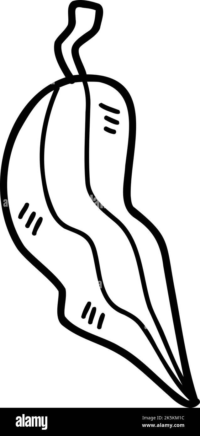 Hand Drawn pepper illustration isolated on background Stock Vector ...