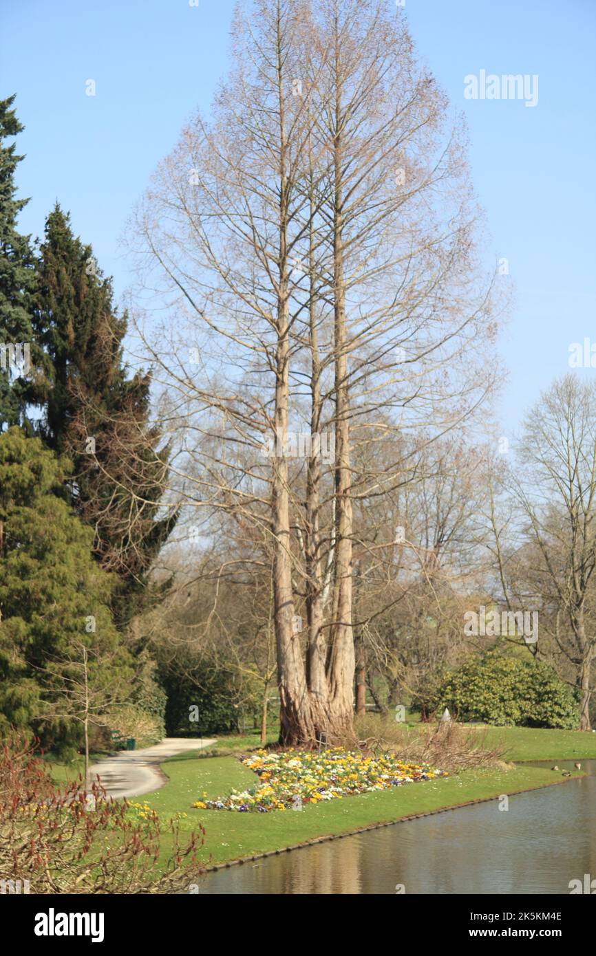 Standalone tree hi-res stock photography and images - Alamy