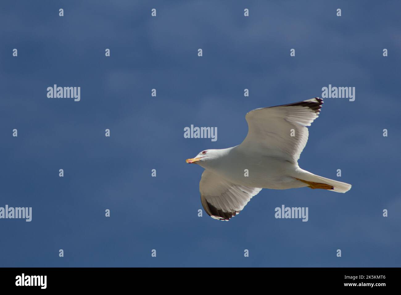 A white gull soaring high in the blue sky Stock Photo - Alamy