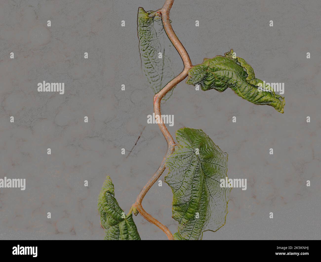 Computer generated illustration of the garden plant Corylus avellana ...