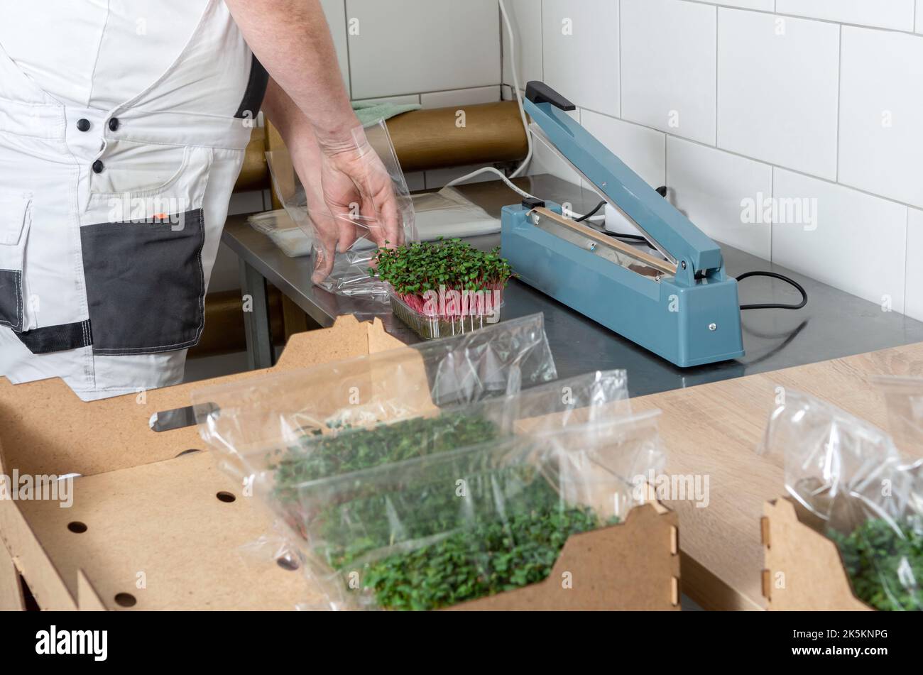 Packaging of the harvest of micro-green peas for sale in the ...