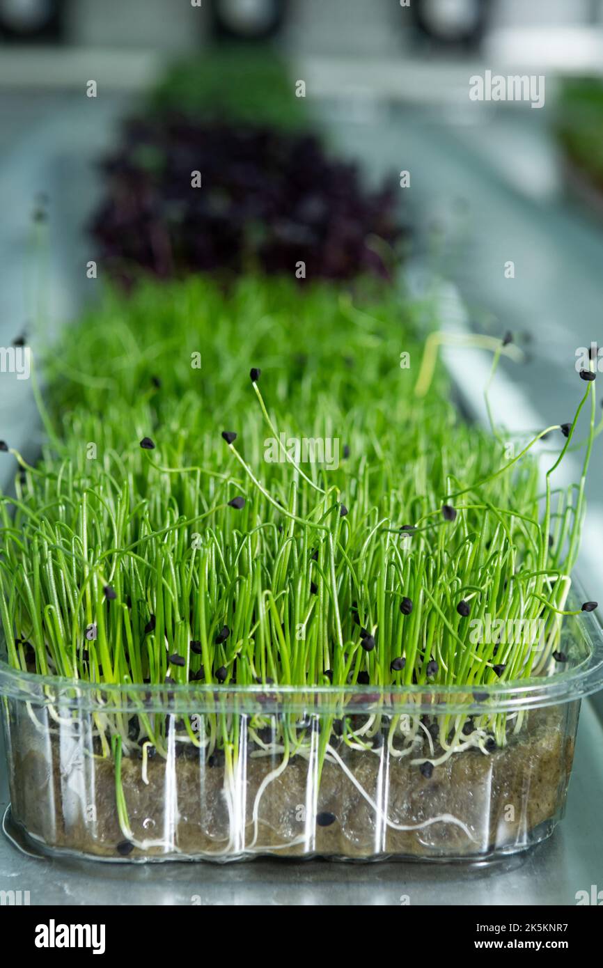 Juicy young shoots of micro-greenery close-up. Growing seeds in a ...