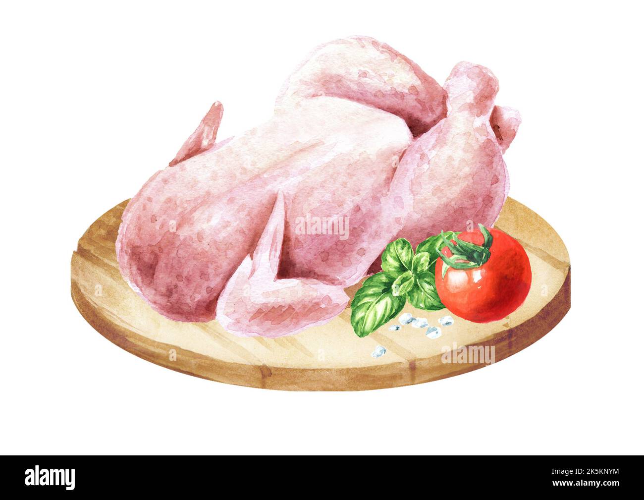 Raw broiler chicken carcass. Hand drawn watercolor illustration ...