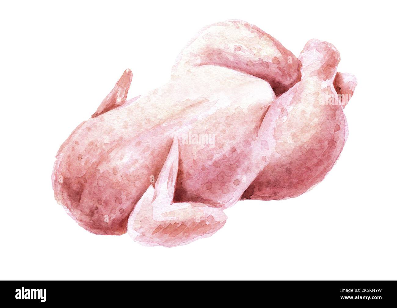 Raw broiler chicken carcass. Hand drawn watercolor illustration ...