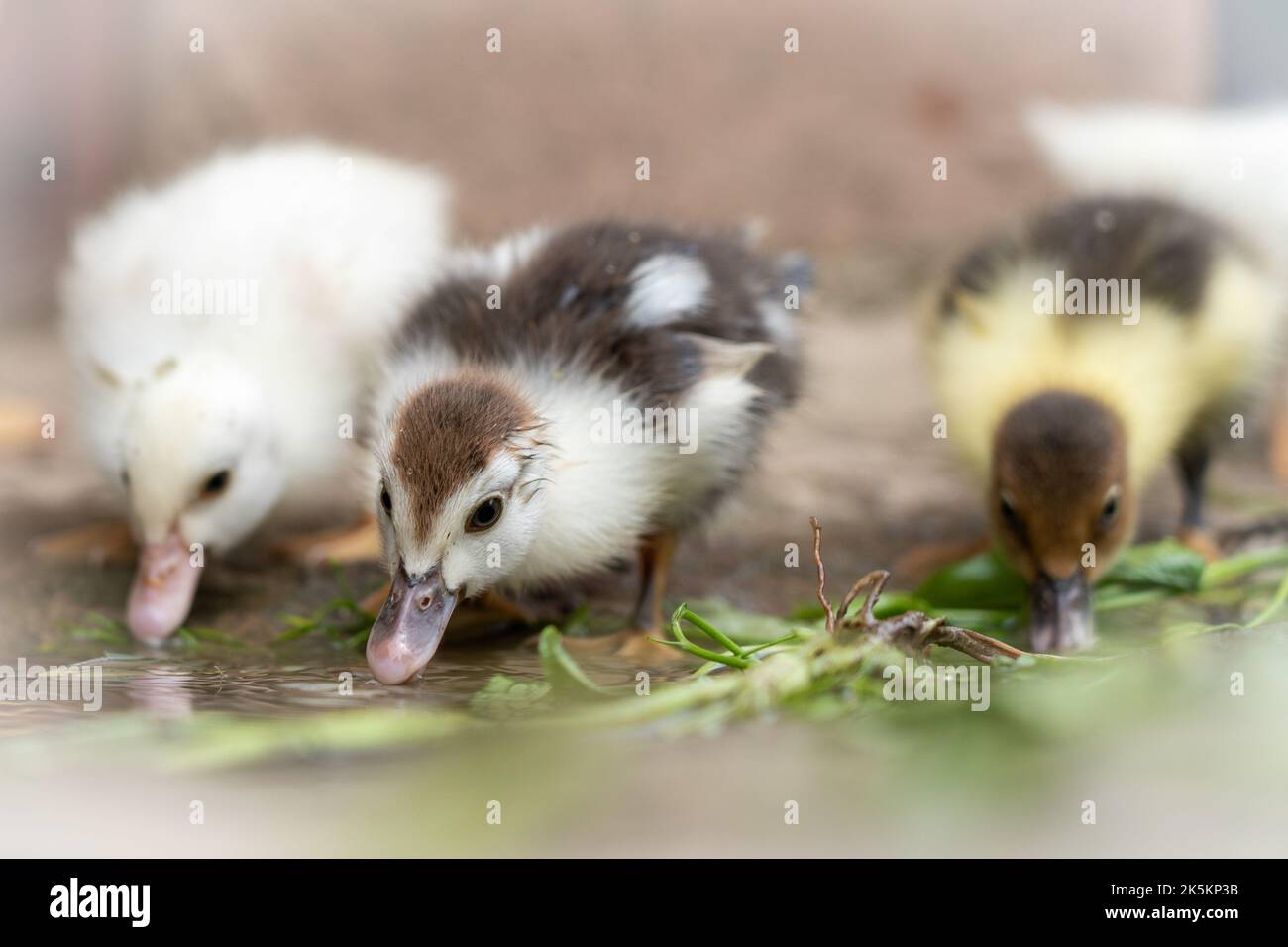 Ducklings eating hi-res stock photography and images - Alamy