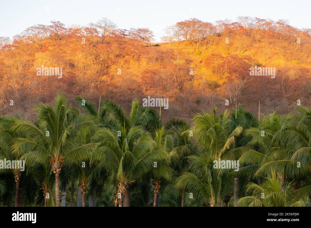 Edge of jungle with Palm trees Stock Photo - Alamy